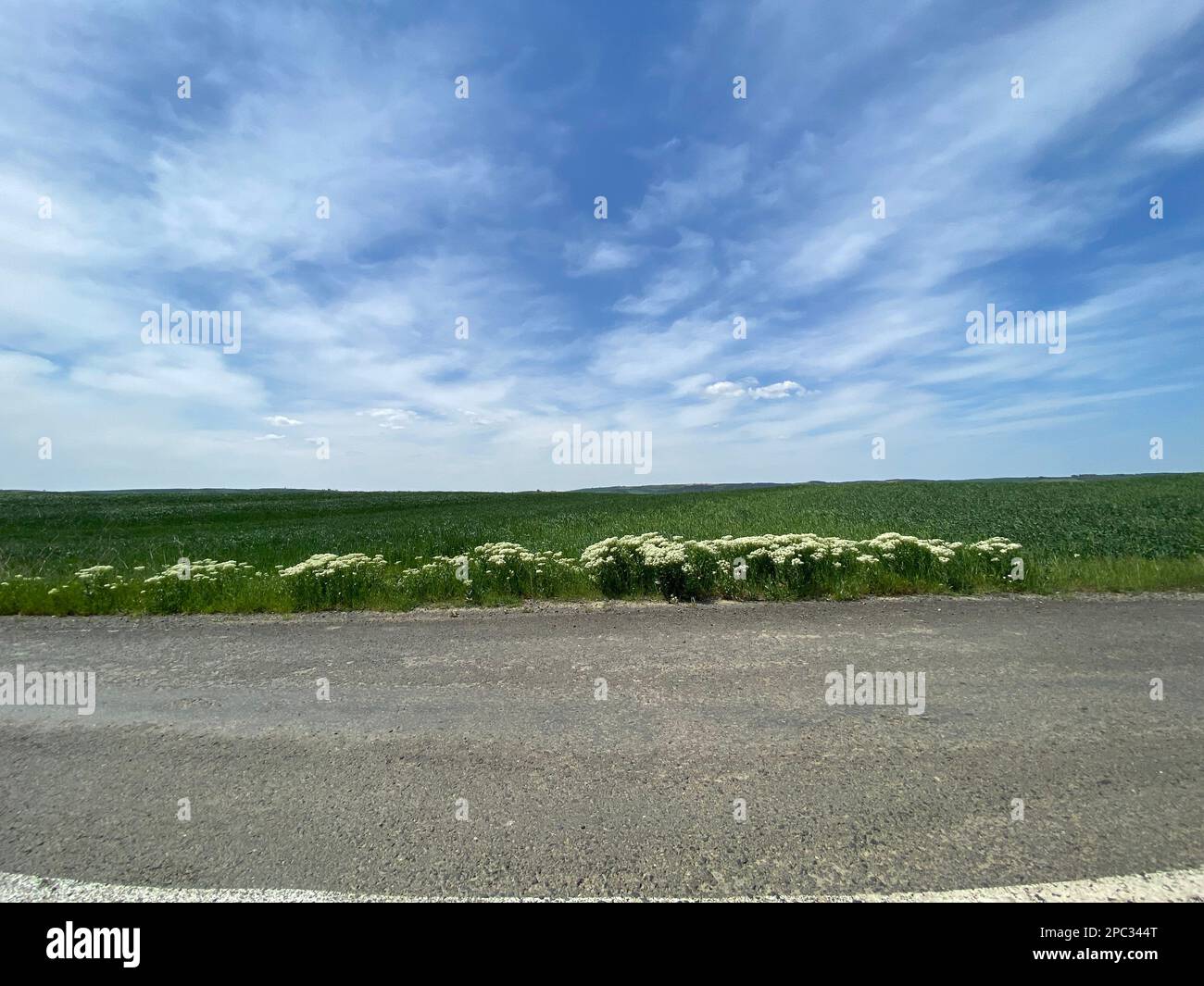 Beautiful spring summer view of endless panoramic green flower ...
