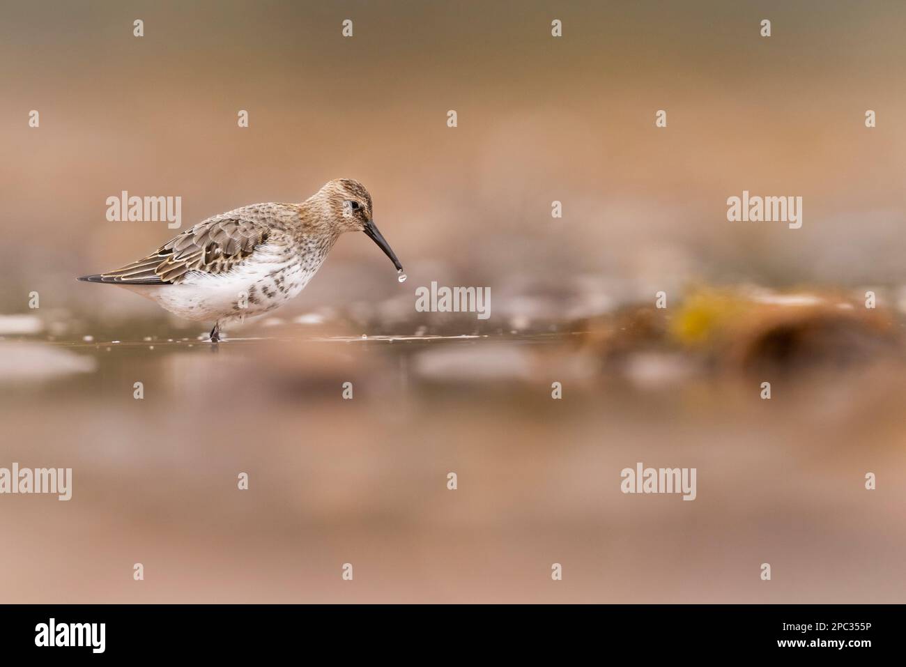 Dunlin habitat hi-res stock photography and images - Alamy