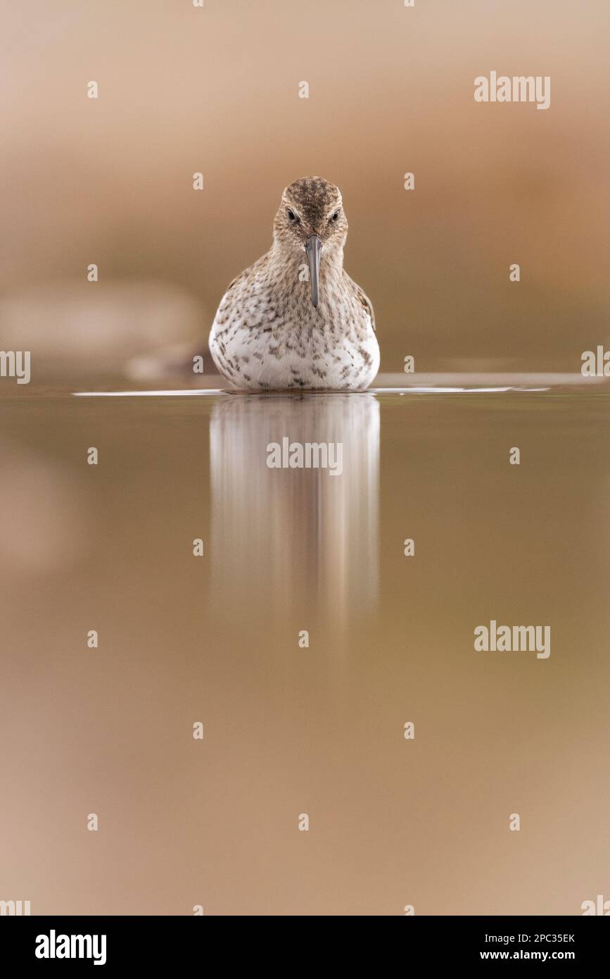 Dunlin habitat hi-res stock photography and images - Alamy