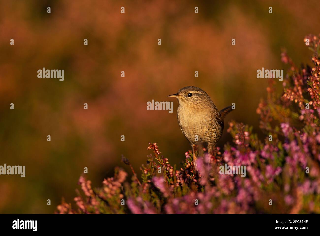 Scottish heather plant on hi-res stock photography and images - Alamy