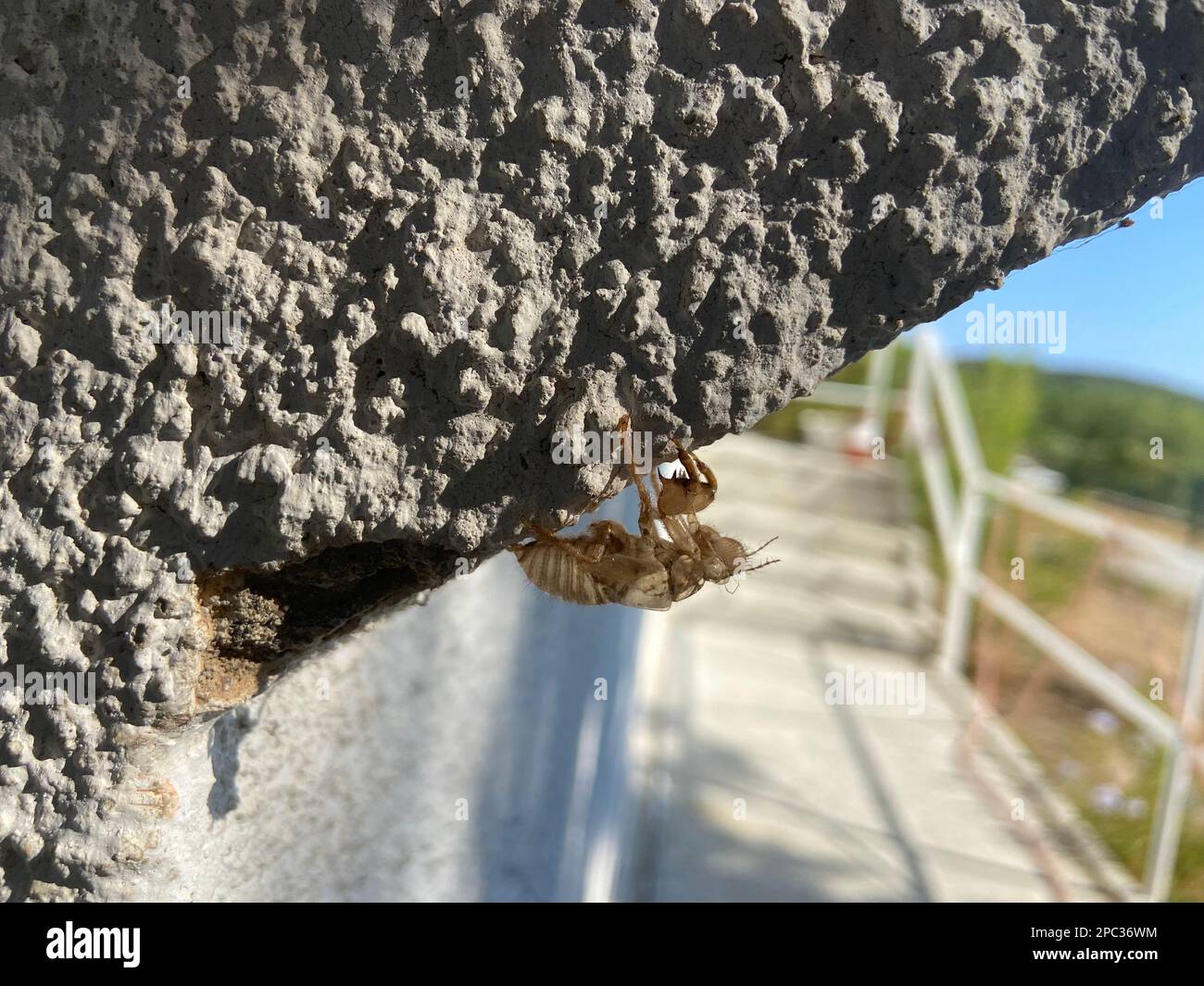 Macro shot view naturally preserved dead skin body shell fossil of a ...