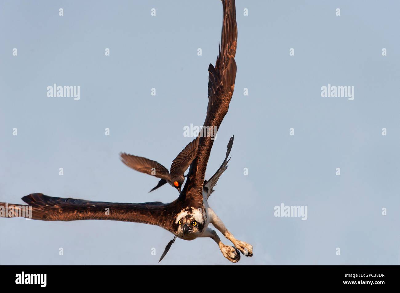 An eastern kingbird attacking an osprey at its nest. Heckscher State ...