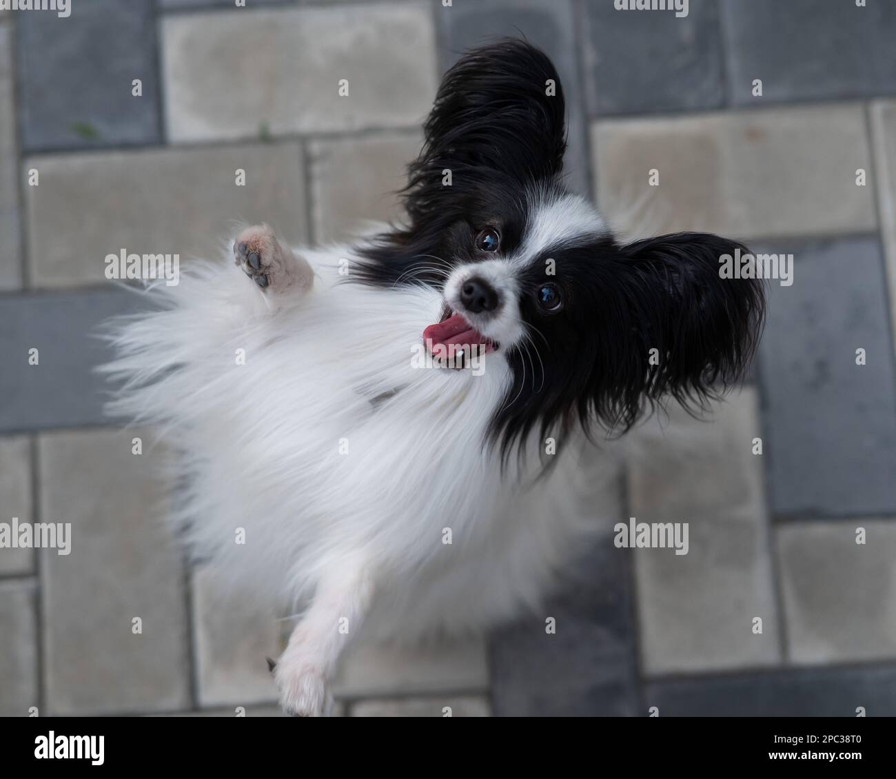 Top view of pappilion dog on the sidewalk. Portrait of a black and ...
