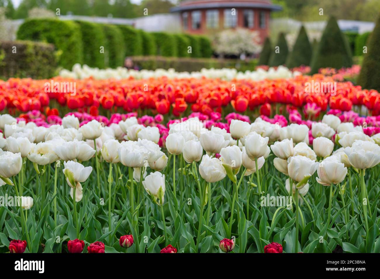 Tulip flower bulb field in garden, spring season in Lisse near ...