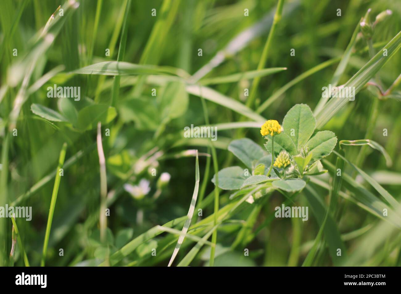 Invasive dwarf yellow flower hi-res stock photography and images - Alamy