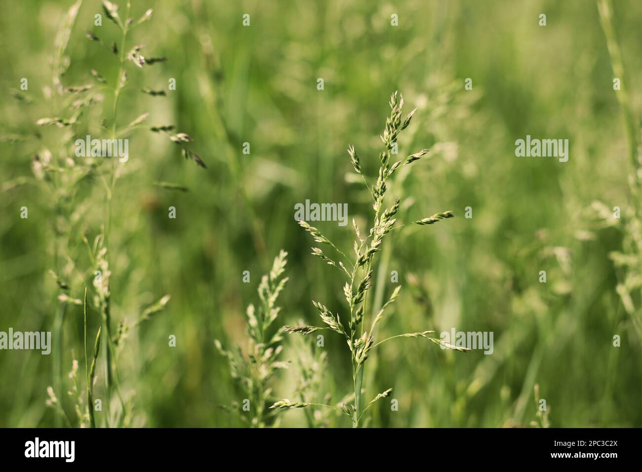 Bright green summer wild grasses growing in the sunny fields Stock ...