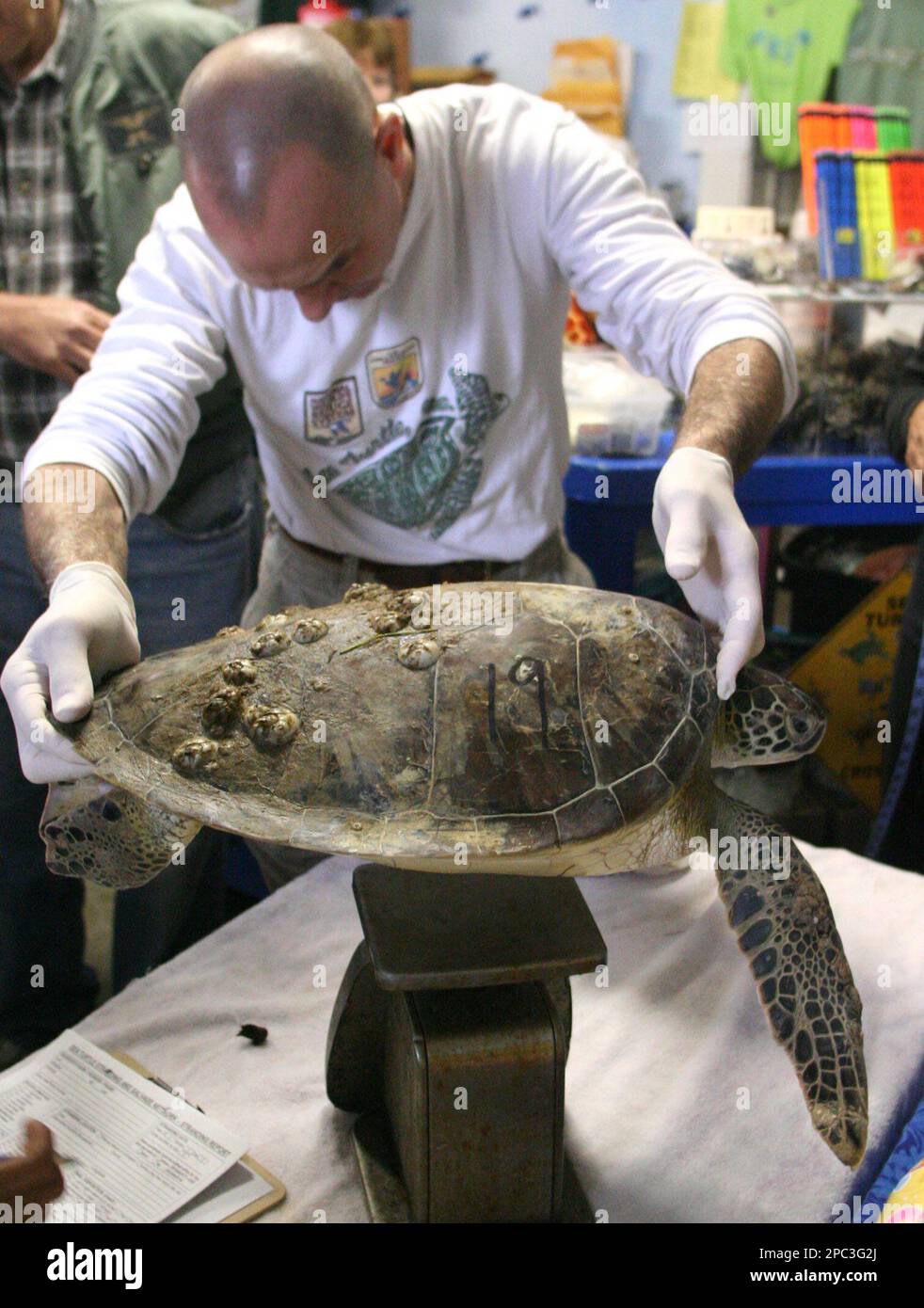 A green sea turtle that was rescued from the cold on the beach of South ...