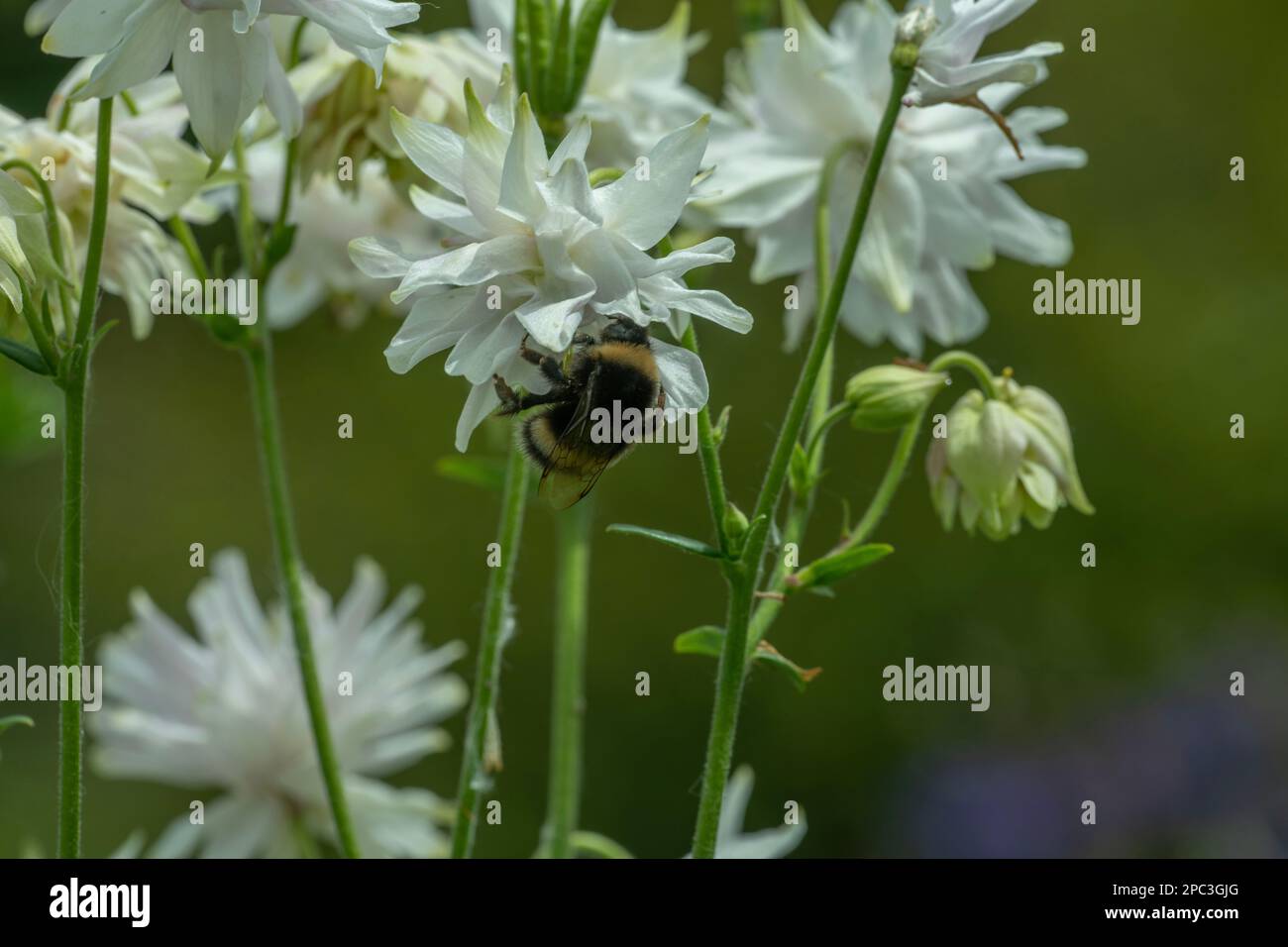 White-tailed Bumble Bee (Bombus lucorum) collecting pollen in a rural ...