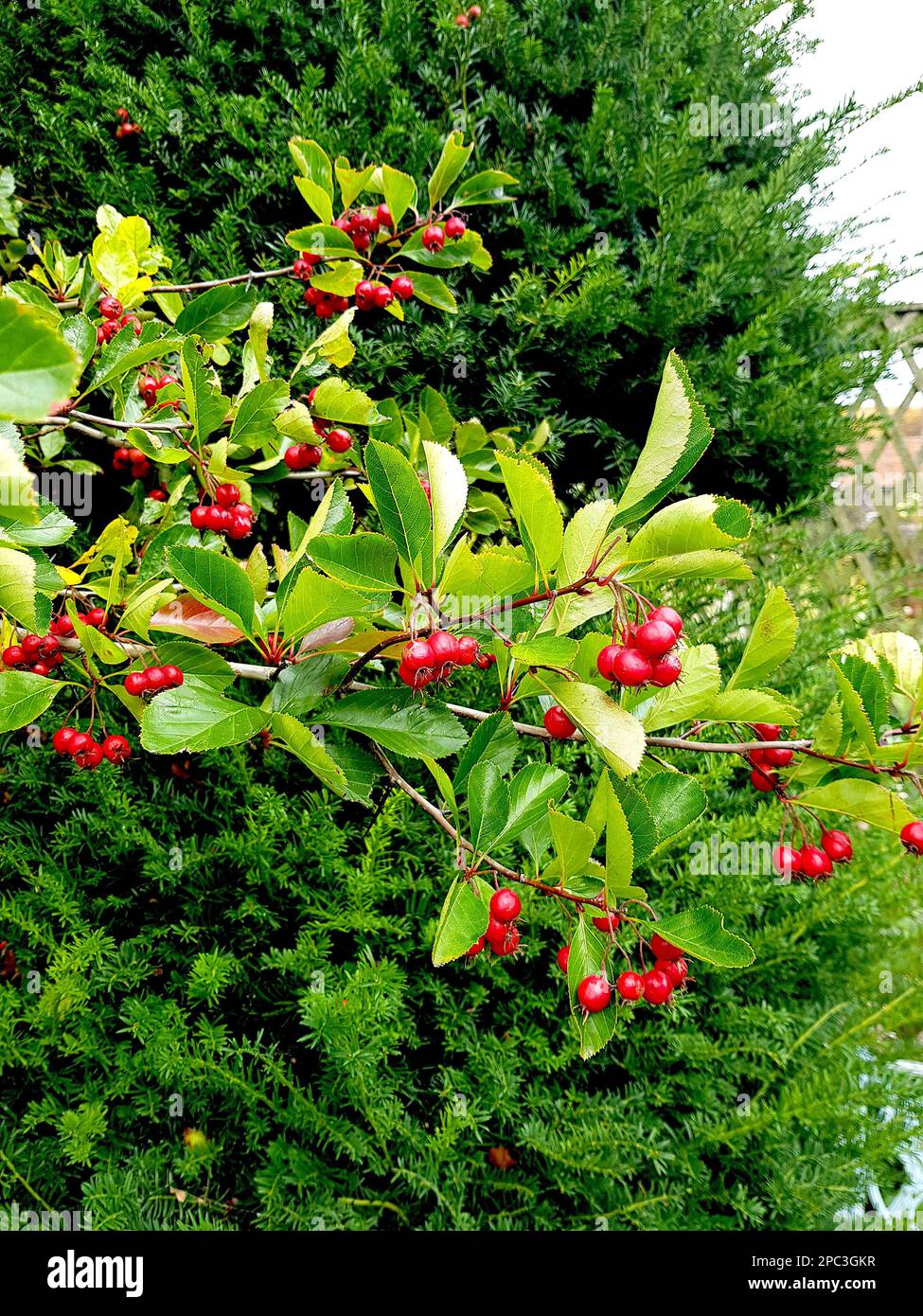 Detail of a shrub with red berries Stock Photo - Alamy