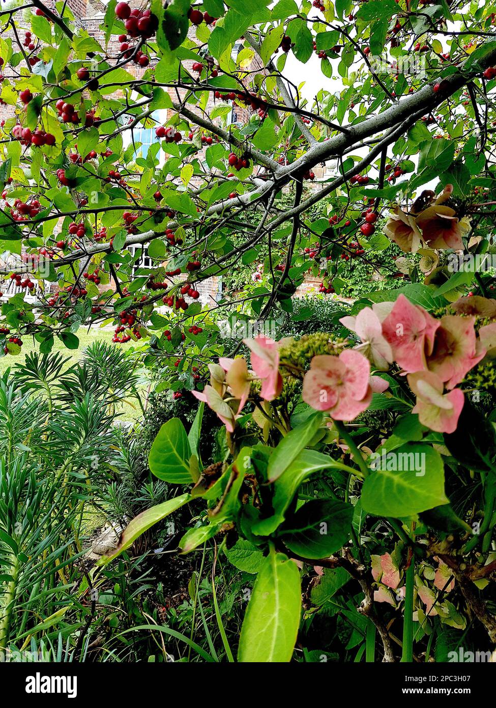 Detail of a hydrangea under a tree with red berries Stock Photo - Alamy