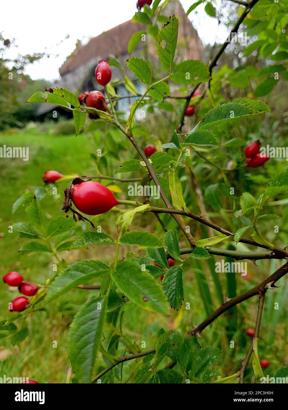 Detail of red rose hips with a farmhouse in the distance Stock Photo ...
