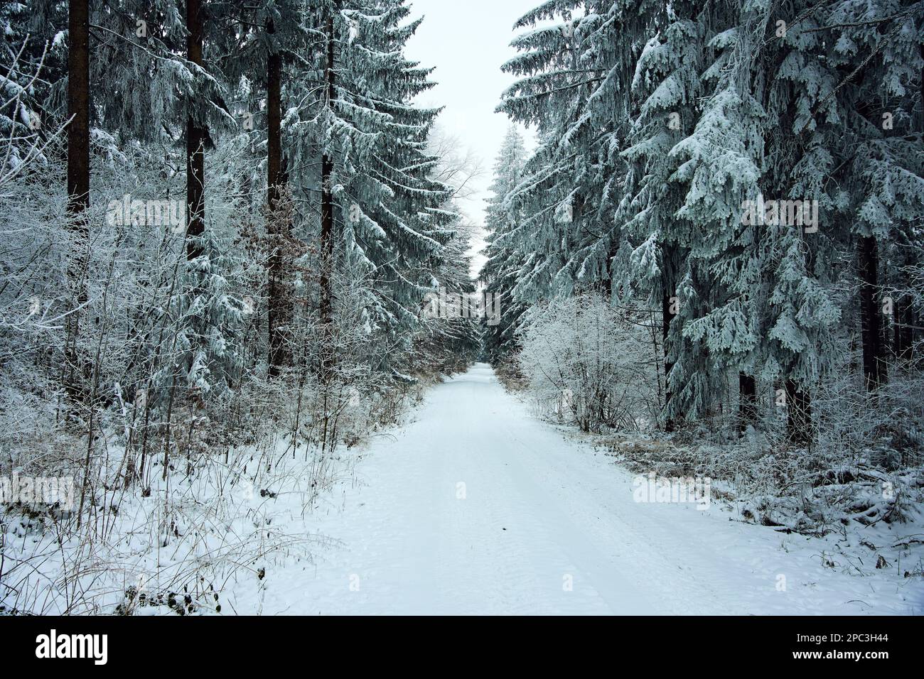 Walk through winter snowy forest hi-res stock photography and images ...