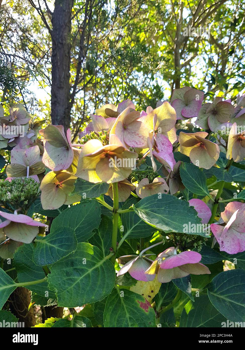 Hydrangea in pots uk garden hi-res stock photography and images - Alamy