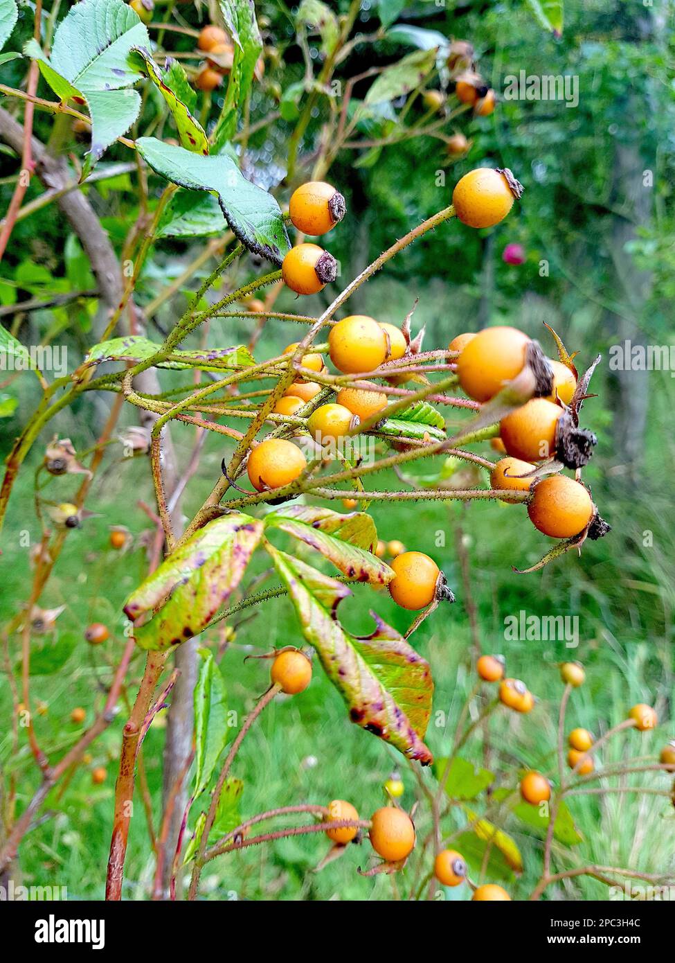 Detail of orange rose hips in an orchard Stock Photo - Alamy