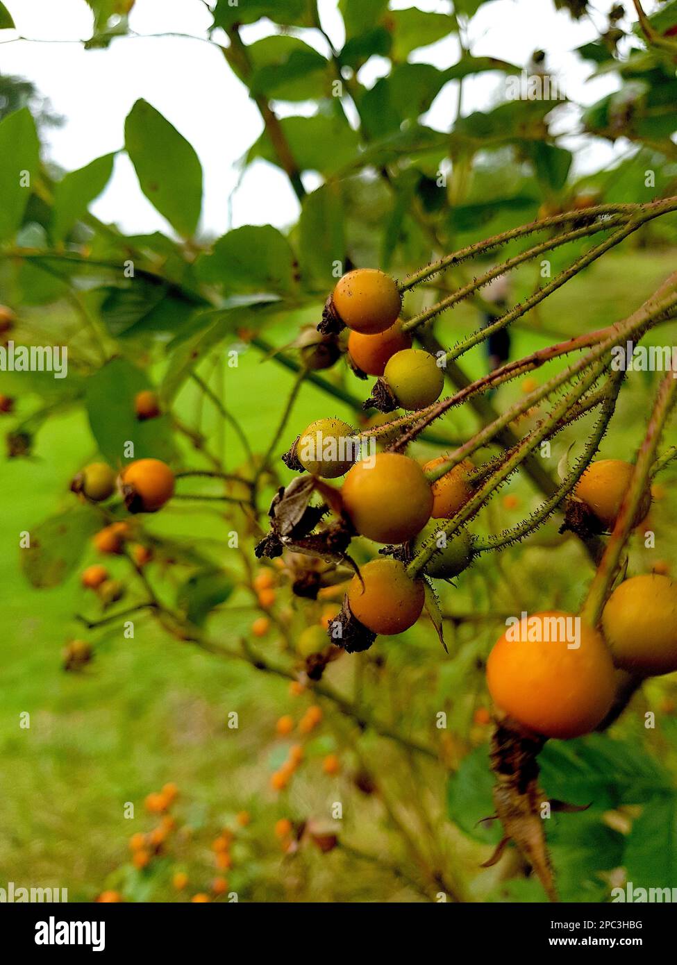 Orange rose hips hi-res stock photography and images - Alamy