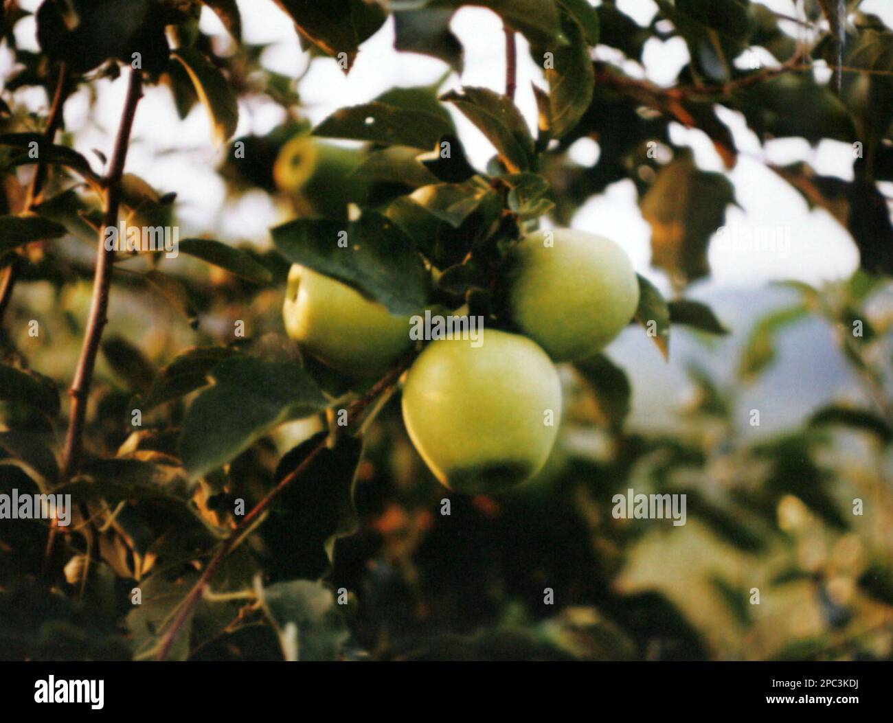 ** ADVANCE FOR SUNDAY, JAN. 21 AND THEREAFTER ** Examples of the Ginger ...