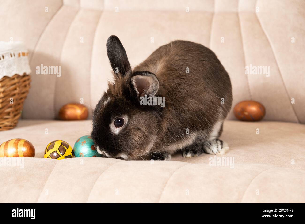 A cute Easter brown rabbit sits on a couch with painted eggs Stock ...