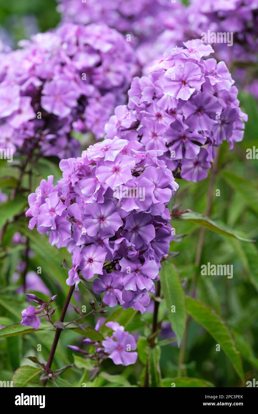 Phlox paniculata Blue Paradise, perennial phlox Blue Paradise, mauve ...