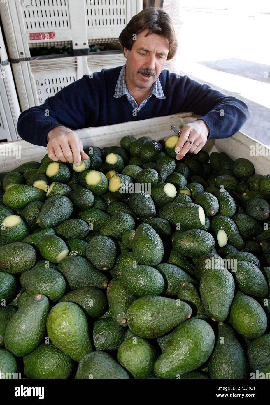 Bob Lucy, owner of Del Rey Avocado, looks over a bin of Haas avocados ...