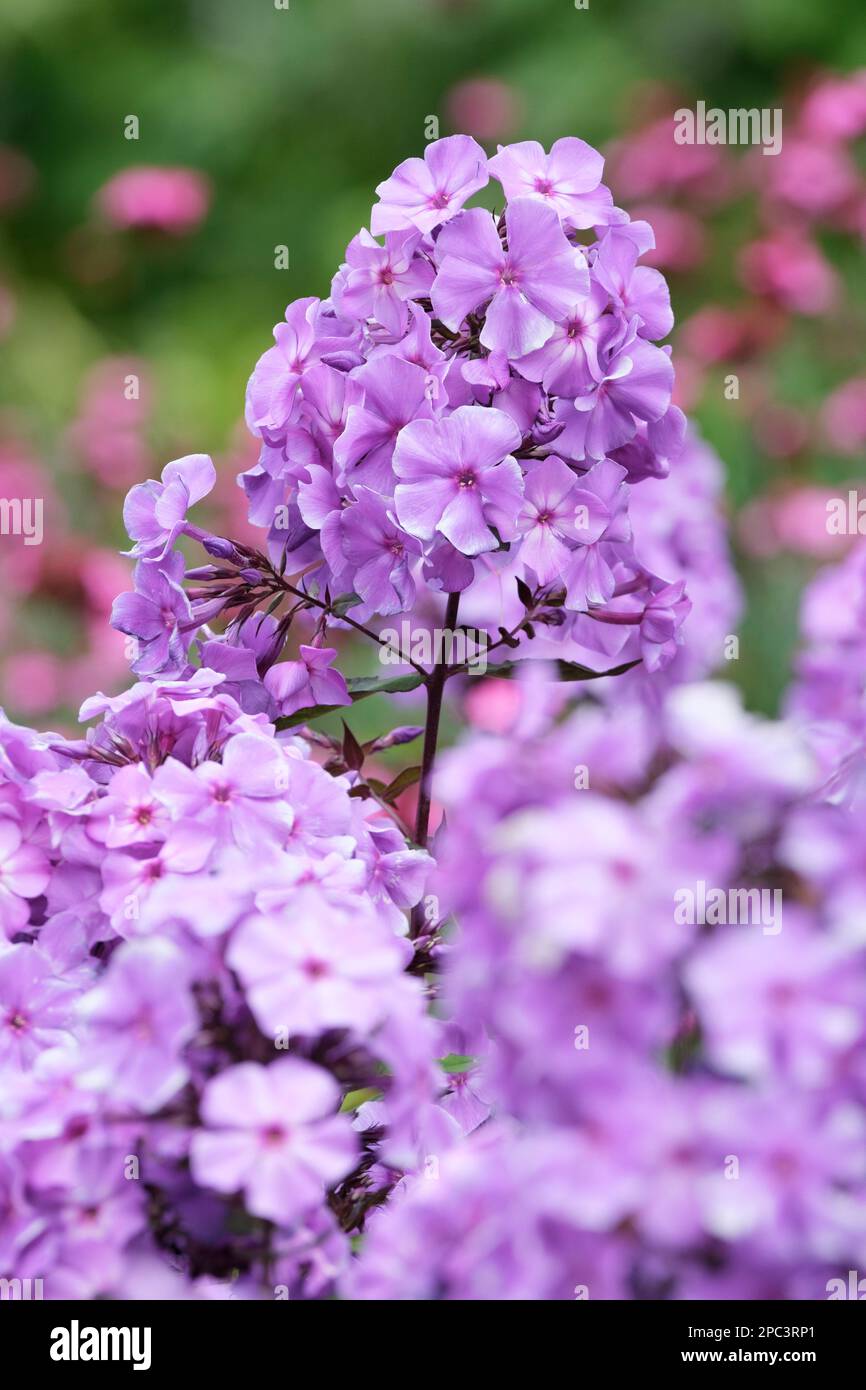 Phlox paniculata Blue Paradise, perennial phlox Blue Paradise, mauve ...