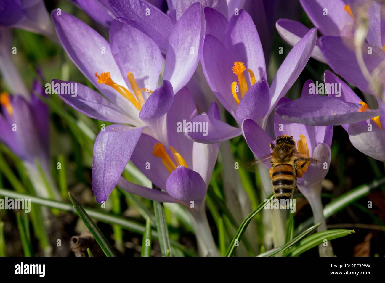 Bee, Crocuses, Bloom, Insect, Flying, Early spring, Pollination, Plants ...