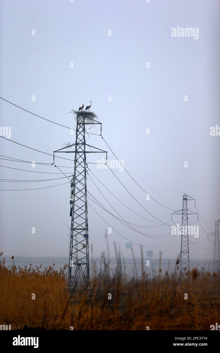 The two white stork on the pylon Stock Photo - Alamy