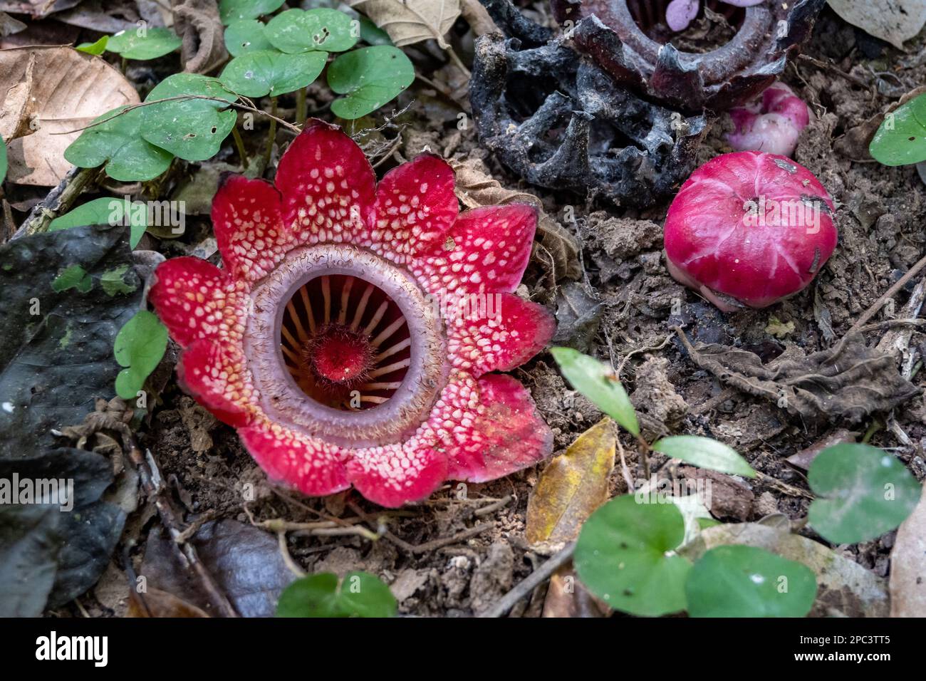 Red flowers of Himalayan Sapria (Sapria himalayana) in full bloom ...