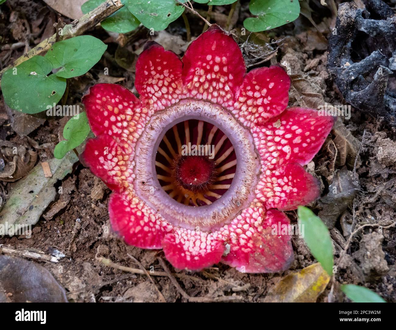 Red flowers of Himalayan Sapria (Sapria himalayana) in full bloom ...