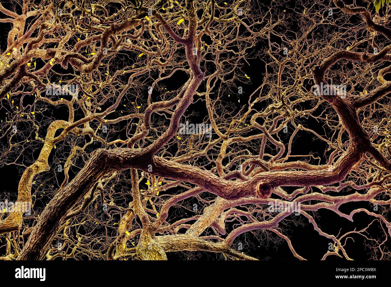 Branches, negative impression art Stock Photo - Alamy