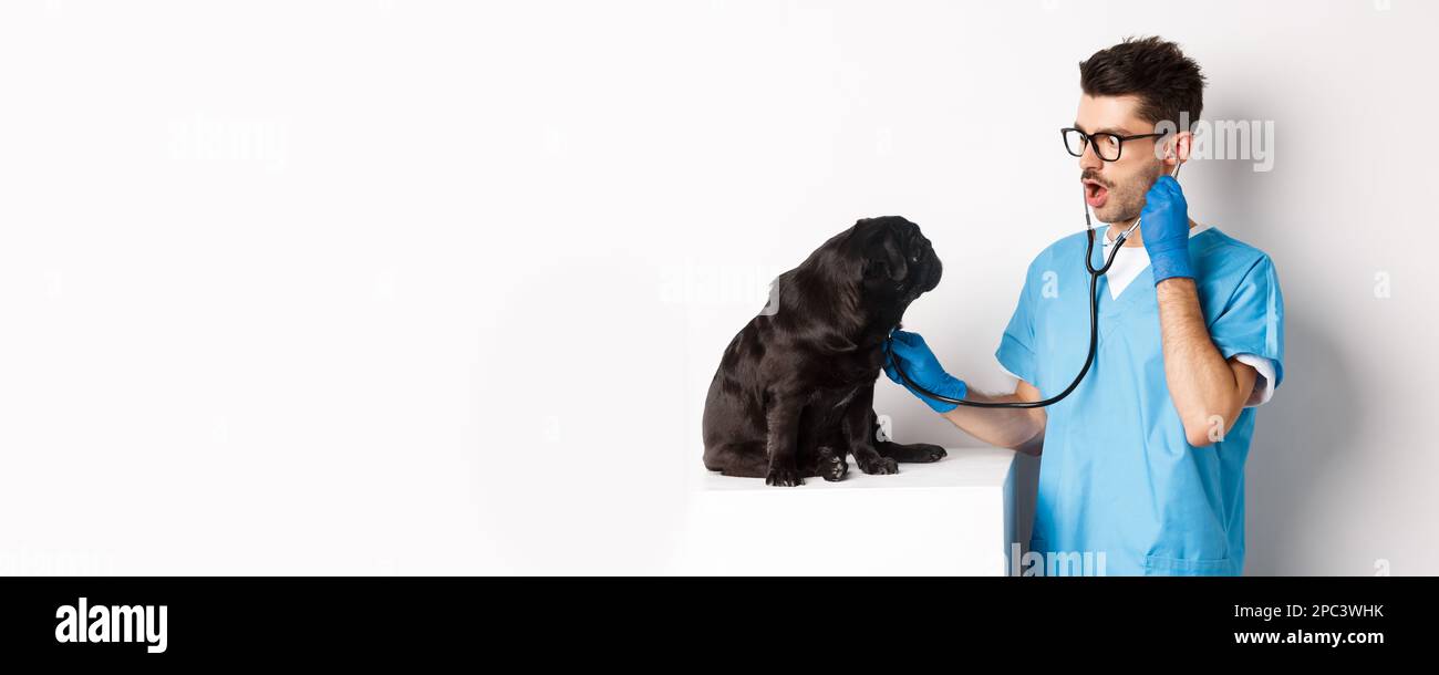 Image of handsome doctor in vet clinic examining dog health, checking ...