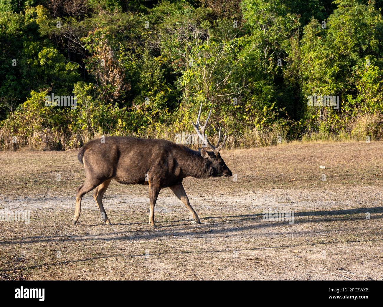 A stag Sambar Deer (Rusa unicolor) walking across open field. Khao Yai ...