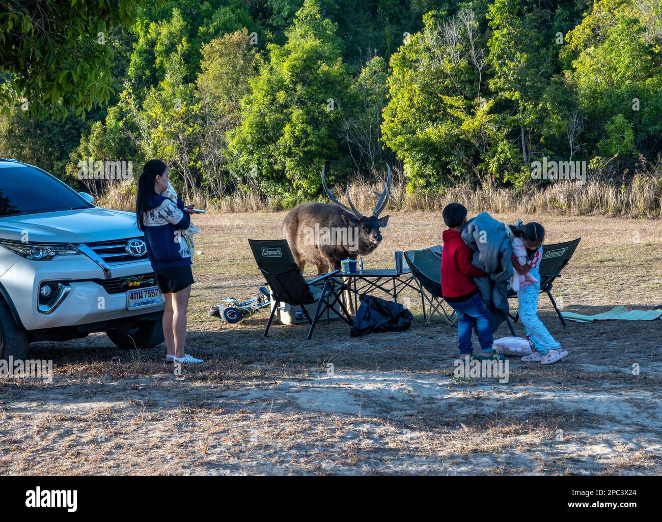 A stag Sambar Deer (Rusa unicolor) intrudes a family picnic. Khao Yai ...