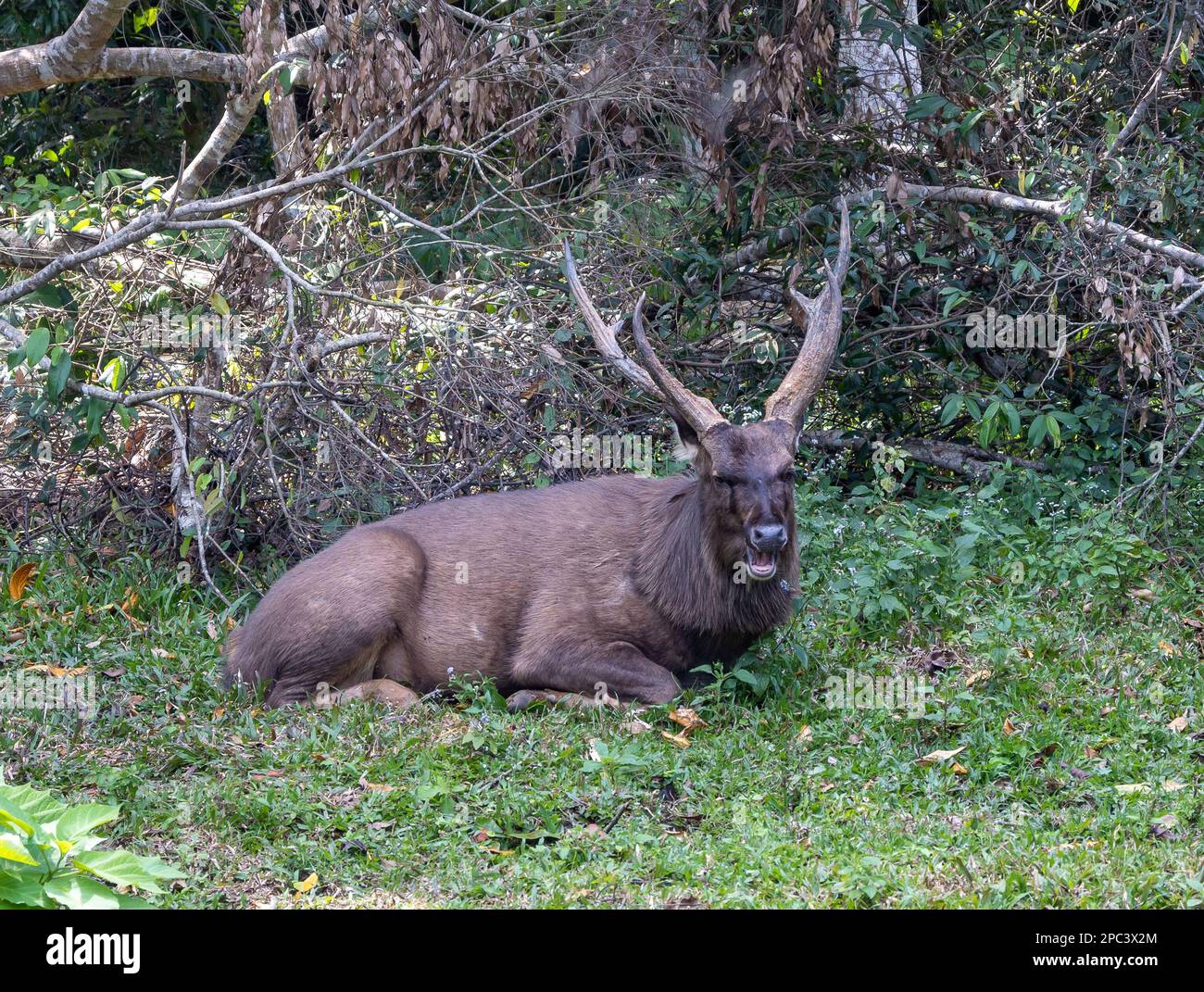 A stag Sambar Deer (Rusa unicolor) rest on grass. Khao Yai National ...