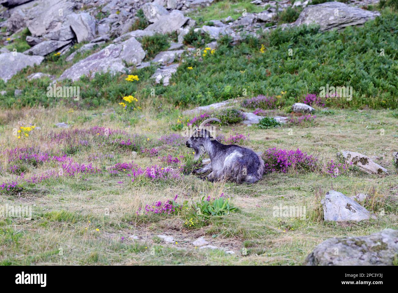 Wild Goats in the Valley of Rocks Stock Photo - Alamy