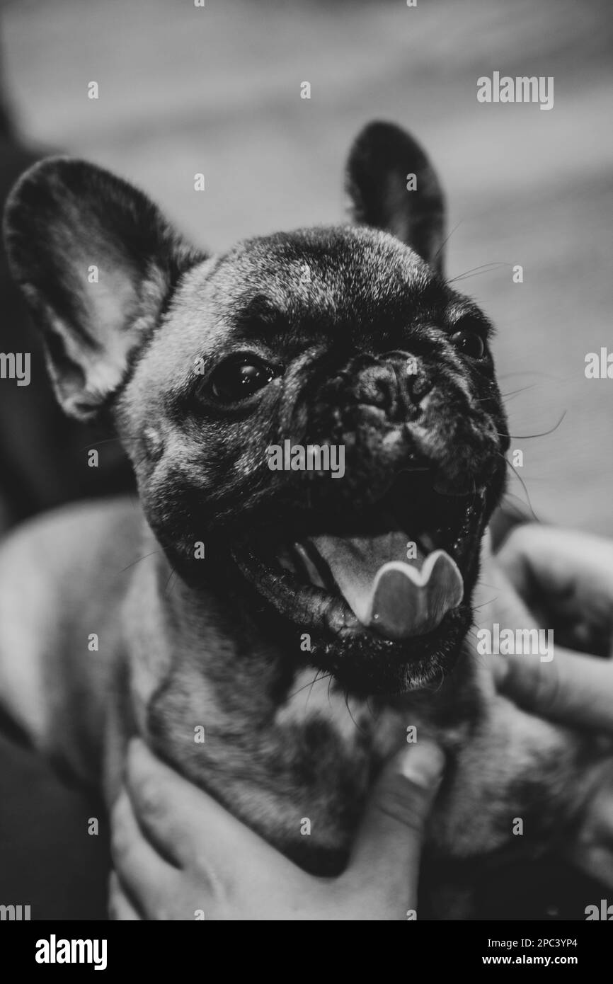 Funny French bulldog puppy with open mouthe and protruding tongue Stock ...