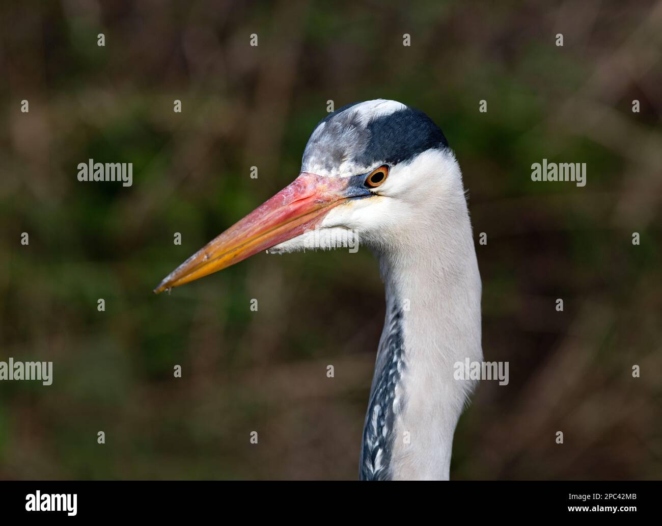 Portrait of Grey Heron (Ardea cinerea) close up, wildlife in Ireland ...