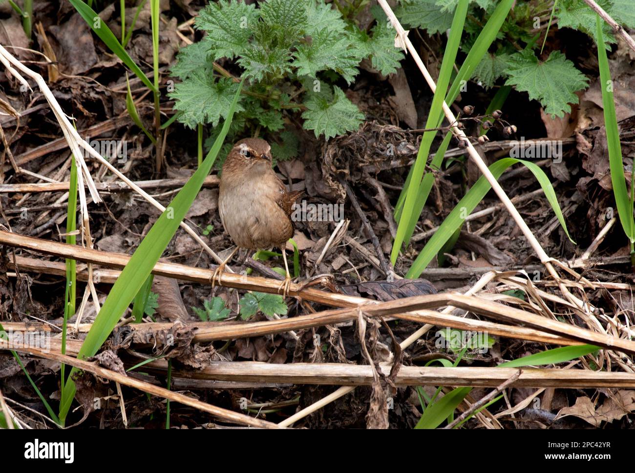 Wren - tiny bird, dark brown plumage, Irish wild birds Stock Photo - Alamy