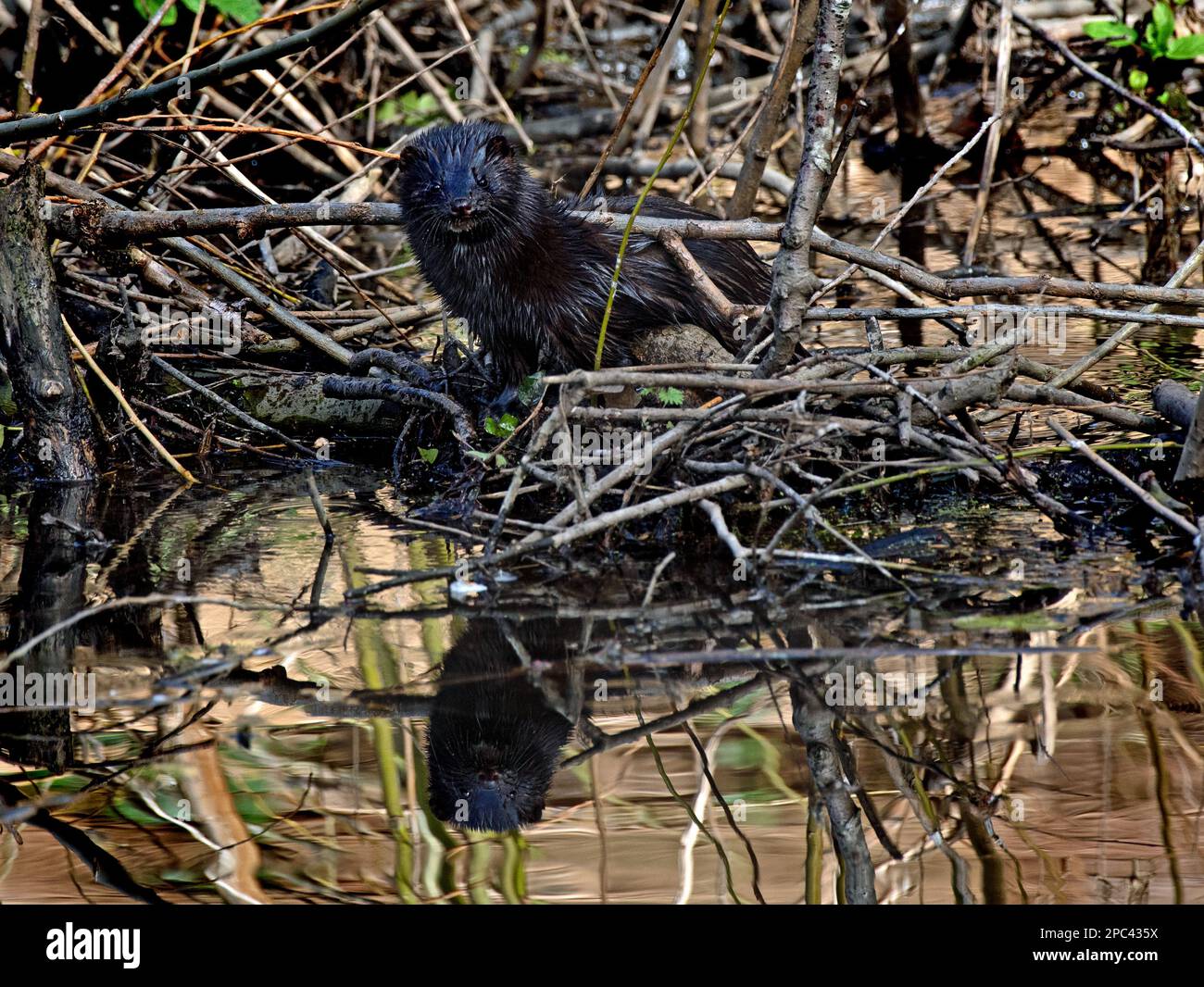 American Mink (Mustela vision) wildlife on Dodder river, Dublin ...