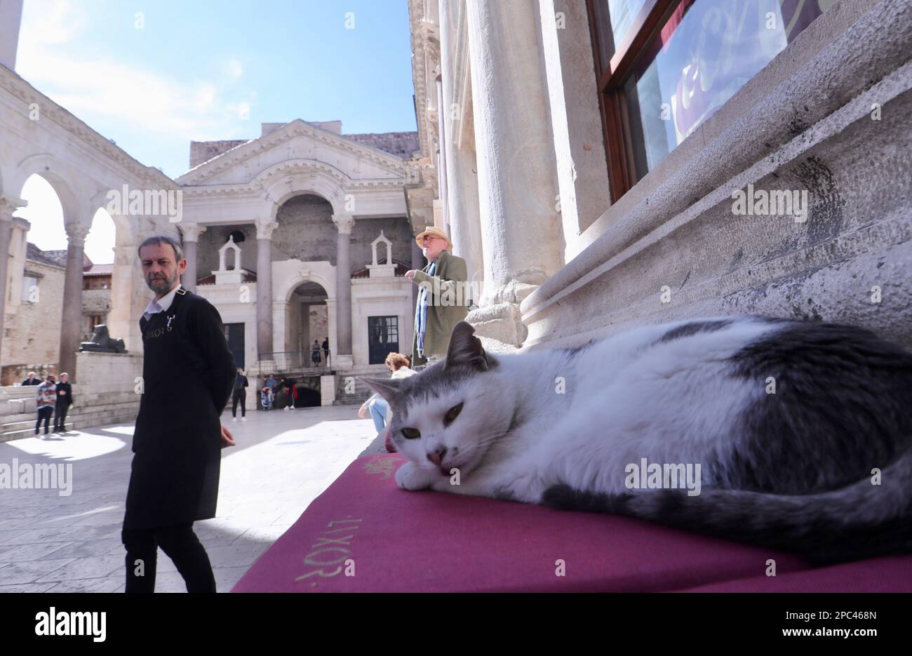 Maja the cat enjoys the peace and tranquility outside the Luxor cafe ...
