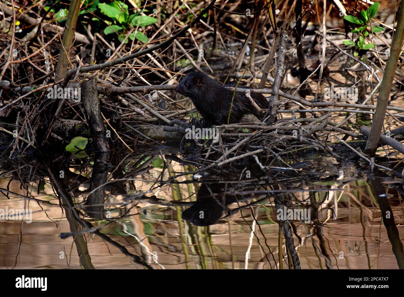 Irish wild animals - Wild American mink on a log along the Dodder river ...