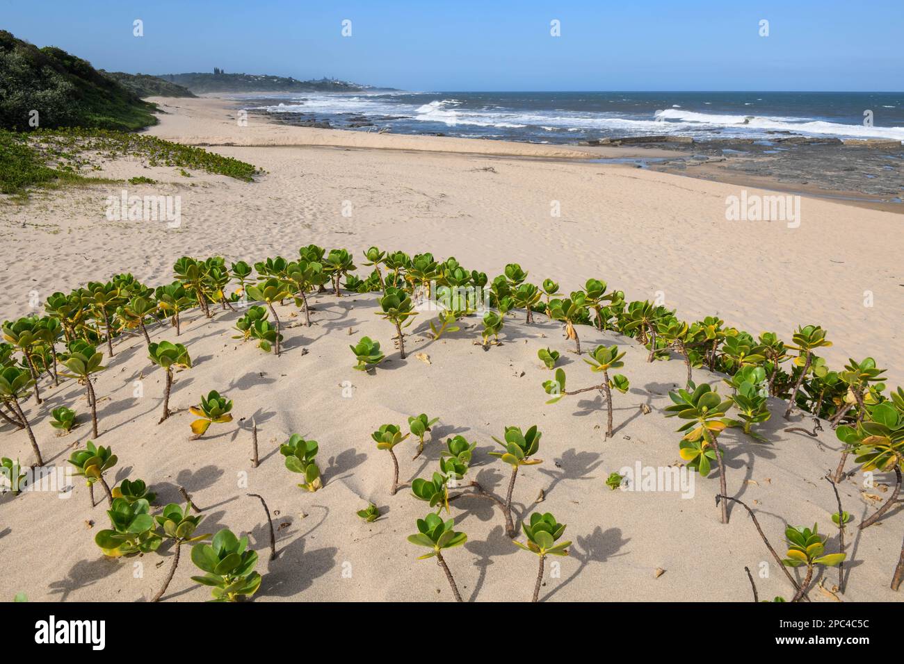 Drone view at Shelly beach on South Africa Stock Photo - Alamy
