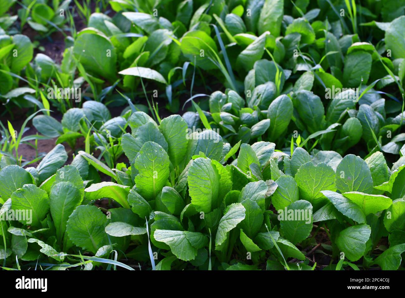 Chinese cabbage in the fields Stock Photo - Alamy