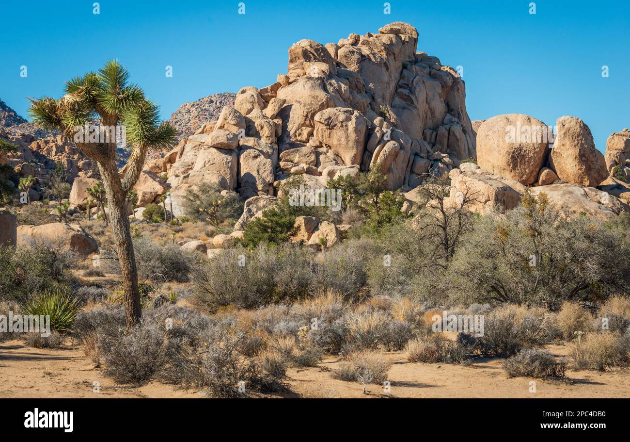 Joshua trees cactus wildflowers hi-res stock photography and images - Alamy