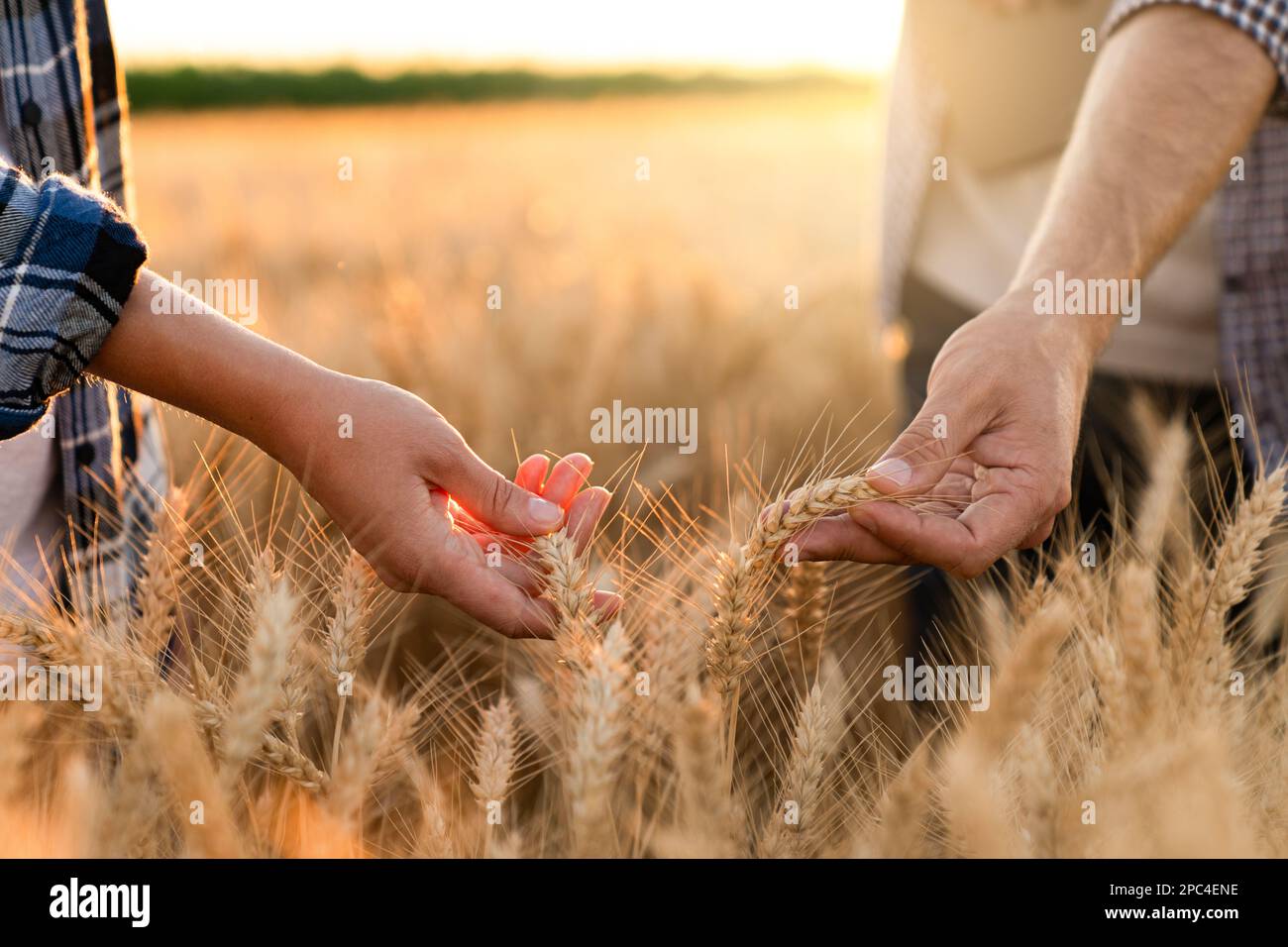 Farmers touches the ears of wheat on an agricultural field Stock Photo ...