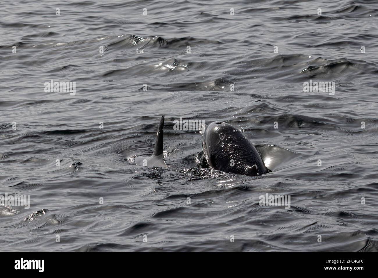 Stranding dolphin hi-res stock photography and images - Alamy