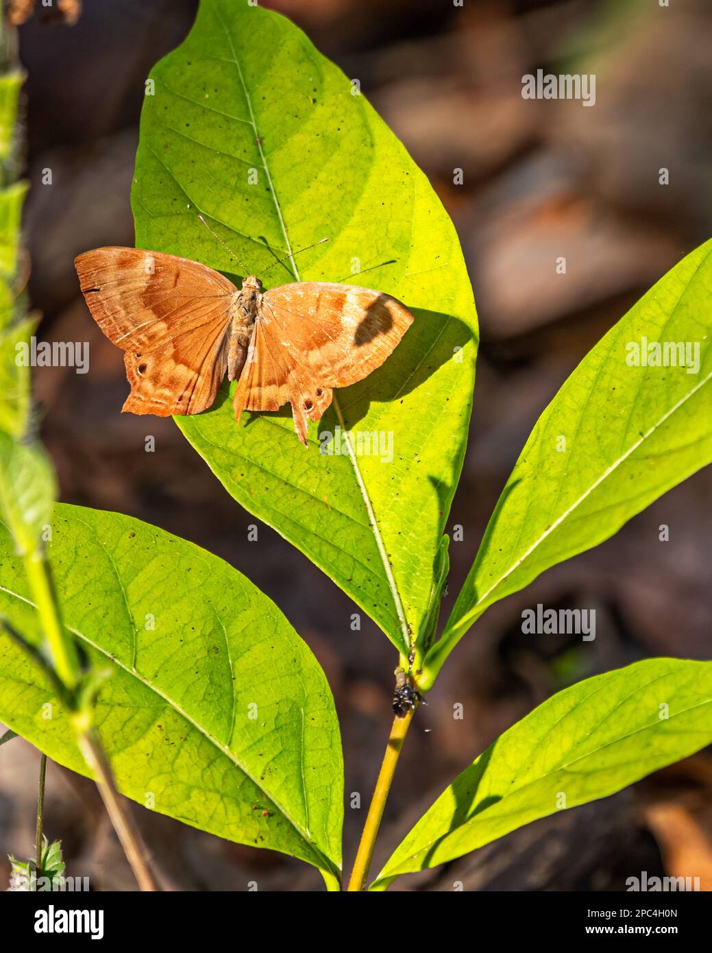 A Abisara echerius butterfly sitting on a plant Stock Photo - Alamy