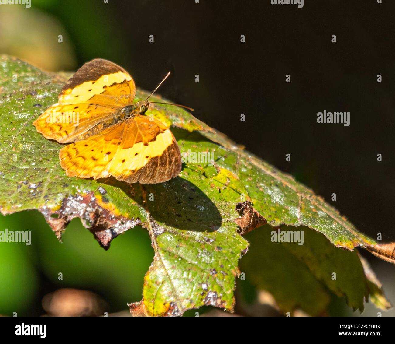 A Cupha erymanthis butterfly on a leaf Stock Photo - Alamy