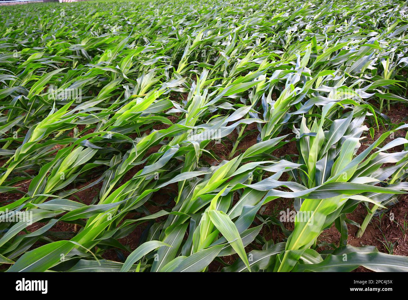 Corn fields of disaster, the wind blew Stock Photo - Alamy