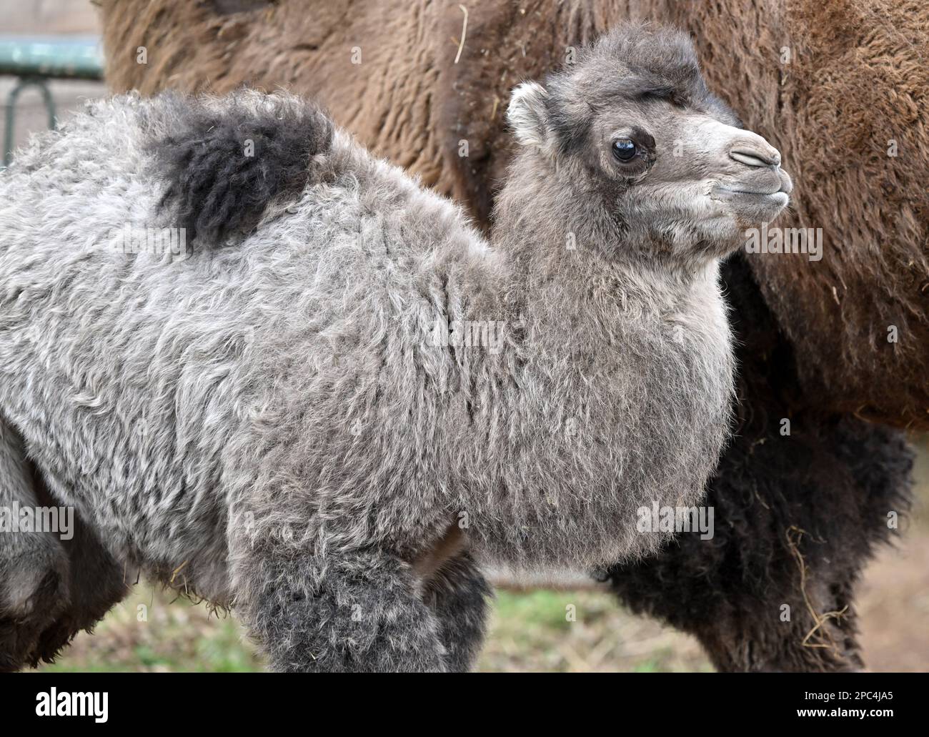 Erfurt, Germany. 13th Mar, 2023. A young Bactrian camel, born on ...