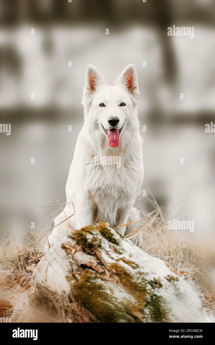 White Swiss Shepherds laying, posing, jumping and smiling on walking ...
